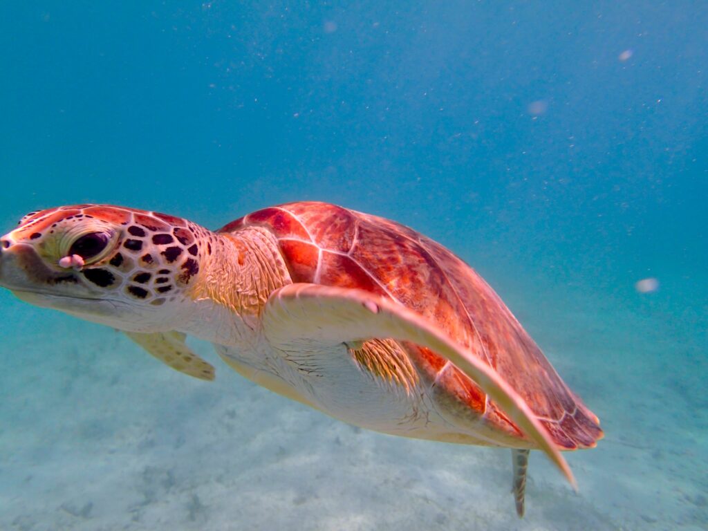 Visit Our Shop – Culebra Bluewater Charters