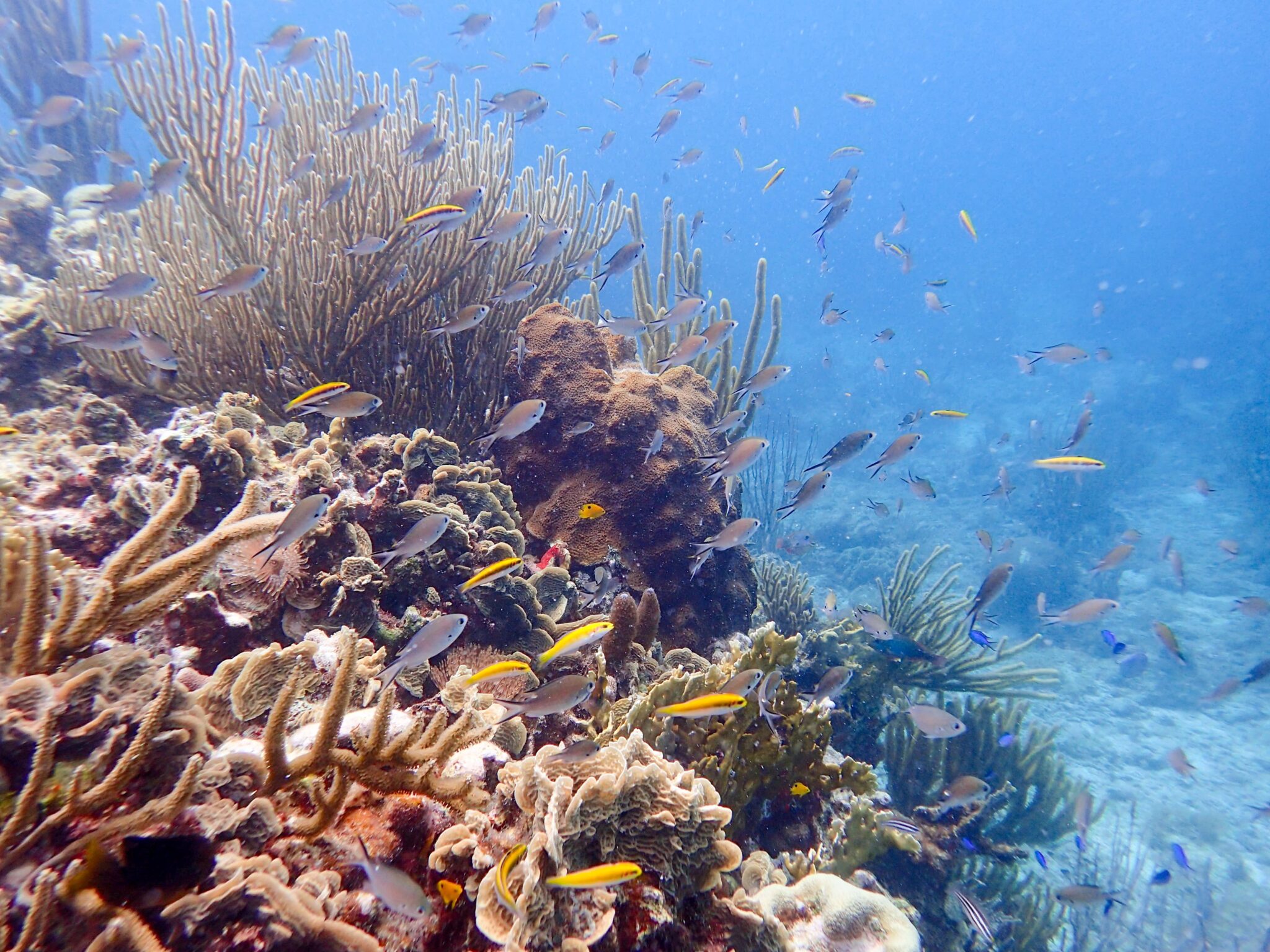 Visit Our Shop – Culebra Bluewater Charters